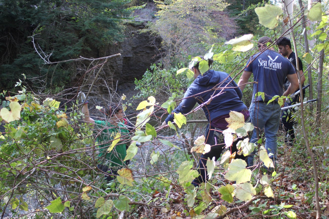 Behrend students, faculty to lead fight against invasive species in ...