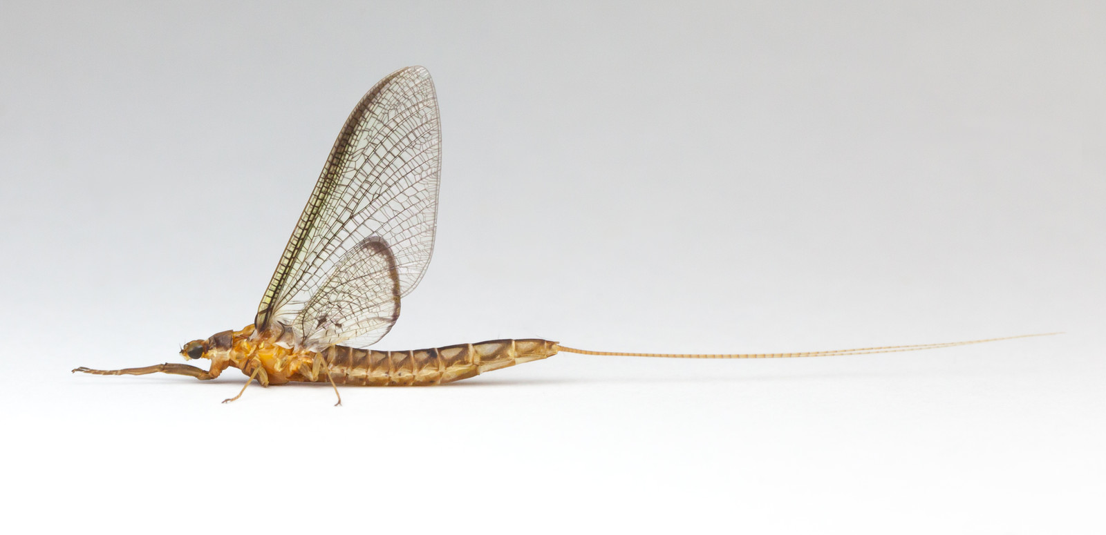 Alumnus honored for lifelong mayfly work – BEHREND BLOG
