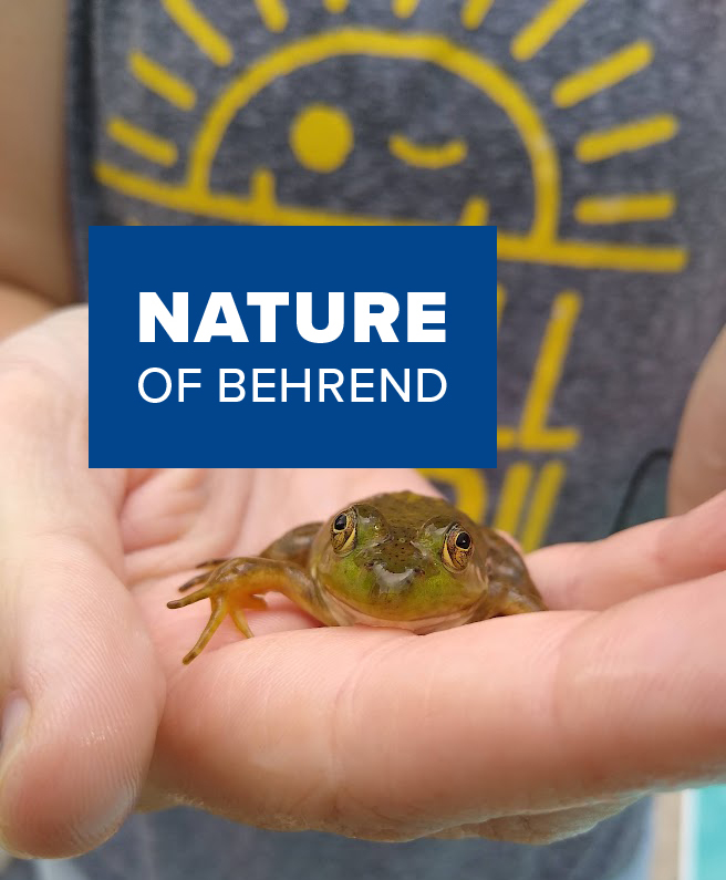 Nature of Behrend: Freezing Frogs – BEHREND BLOG